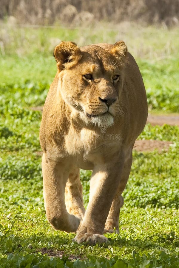 Ready to Pounce stock photo. Image of wild, kill, lion - 5829290