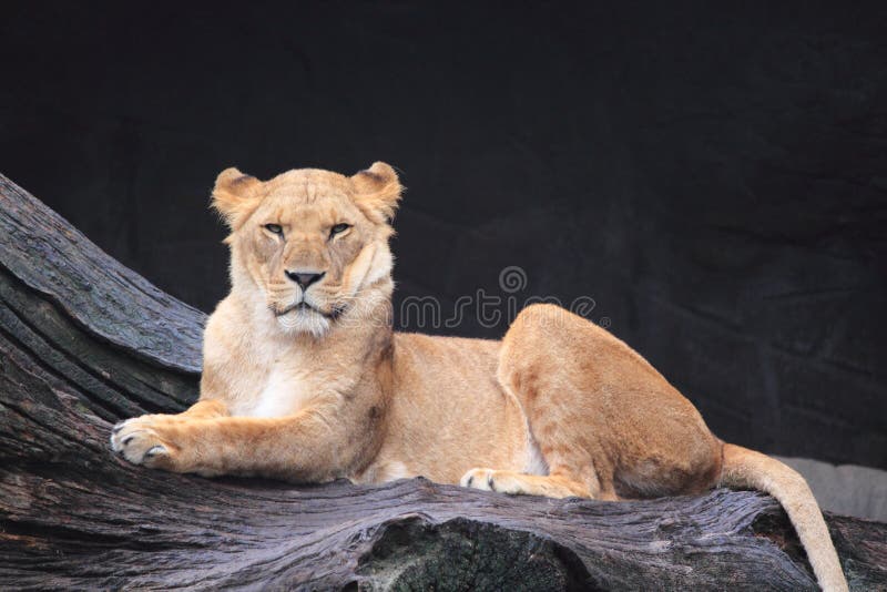 Lionness stock afbeelding. Image of nave, dier, leeuw - 32054735