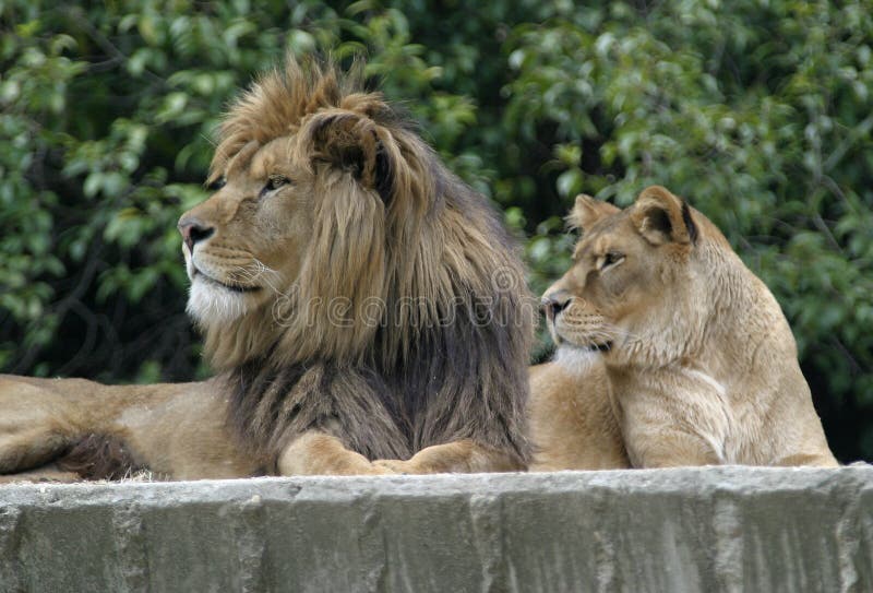 Lions stock image. Image of lion, male, mane, lioness - 1791643