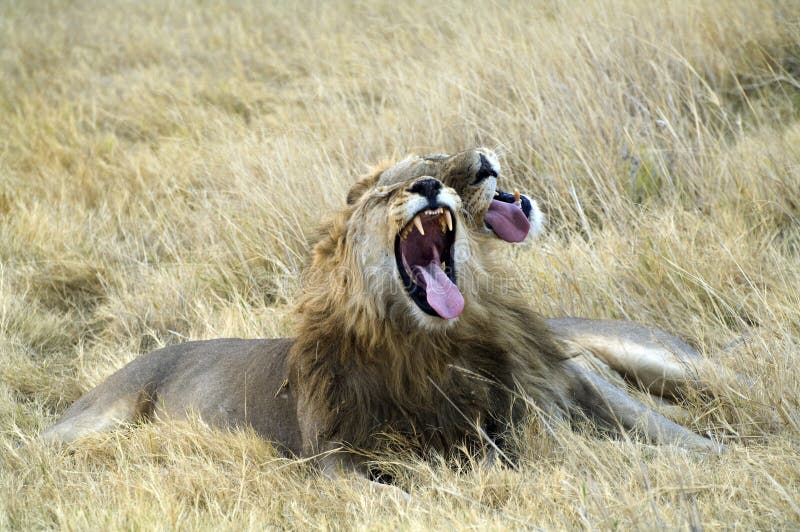 White lion cub eating meat stock image. Image of meat - 15794901