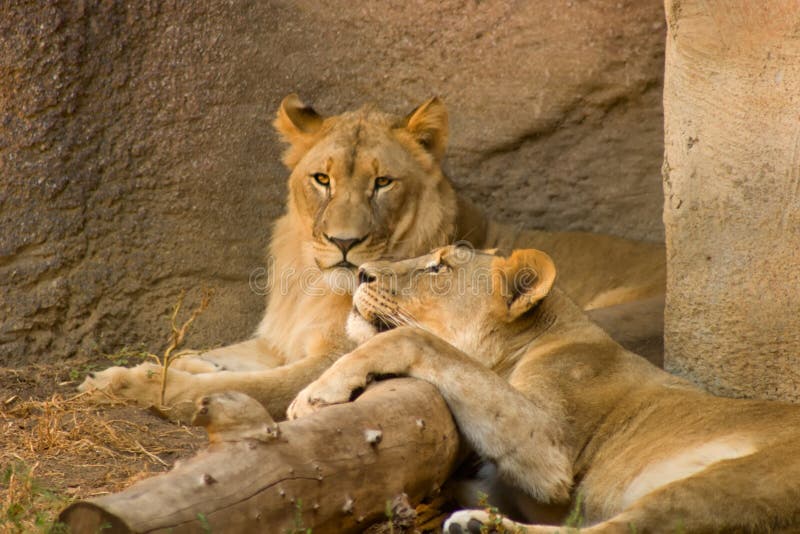 Lions stock image. Image of care, expression, animals - 1196951