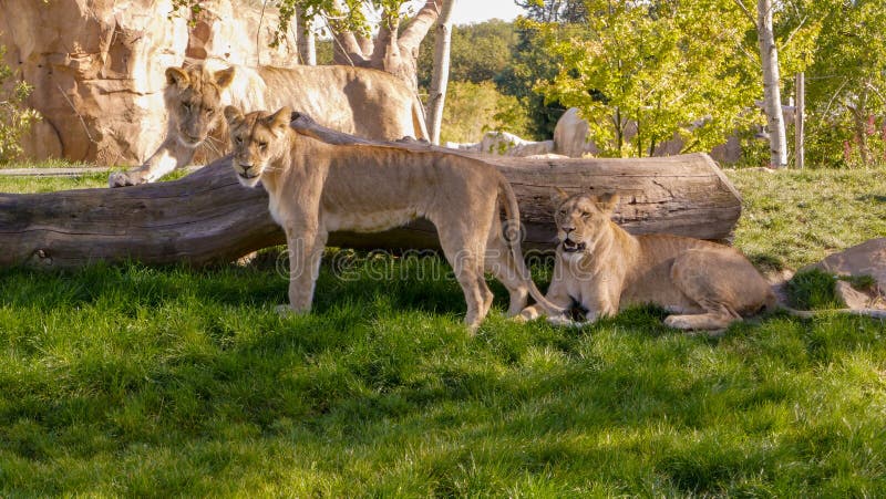3 Lions Tree Stock Photos - Free & Royalty-Free Stock Photos from ...