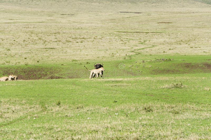 Lion Hunting Buffalo Stock Photos - Download 163 Royalty Free Photos