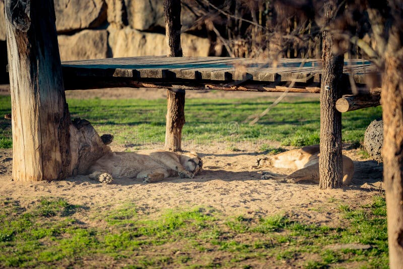 Lions Chill Zoo Animals Cat Stock Image - Image of wildlife, landscape ...