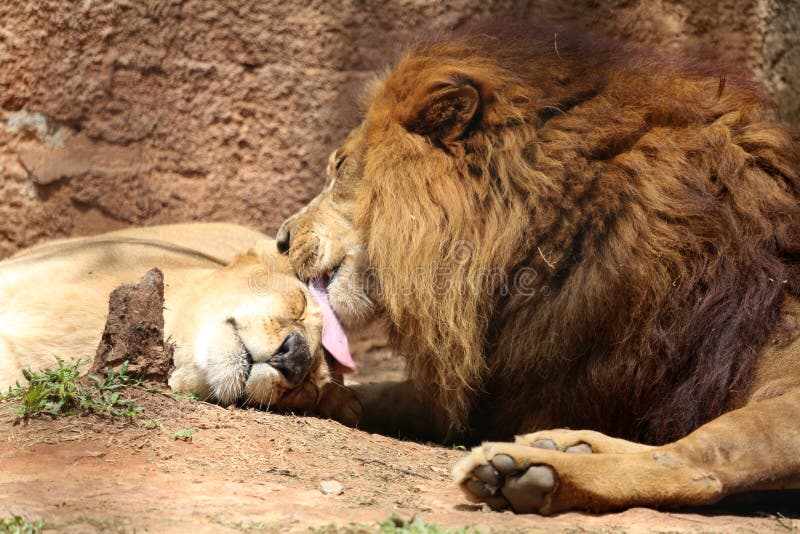 A Couple Of Lions Copulation On Savanna Serengeti, Tanzania, Africa ...