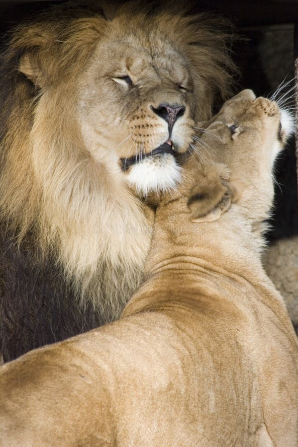 Lions cuddling stock image. Image of nature, netherlands - 1302529
