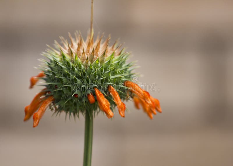 Lions Ear Plant Leonitus Leonorus Stock Photo - Image of flora, lions ...