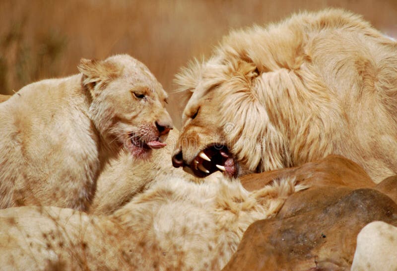 Lions Feeding stock photo. Image of environmental, carcass - 6607896