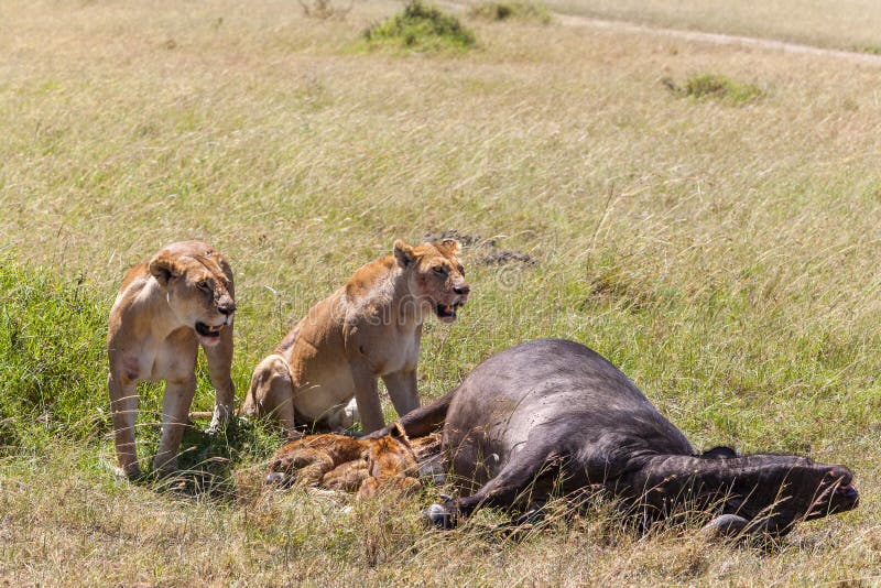 Lions Feeding stock photo. Image of game, mammal, natural - 50591354