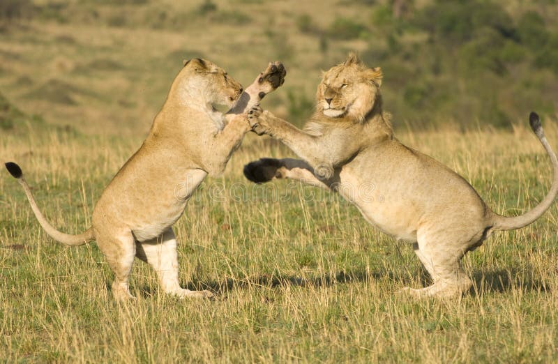 Lions fighting stock photo. Image of africa, endangered - 16348622