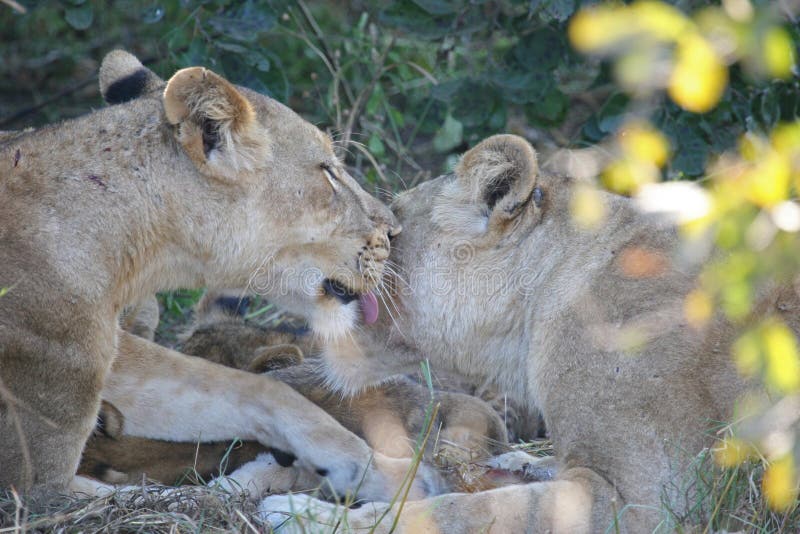 178 Lions Grooming Stock Photos - Free & Royalty-Free Stock Photos from ...