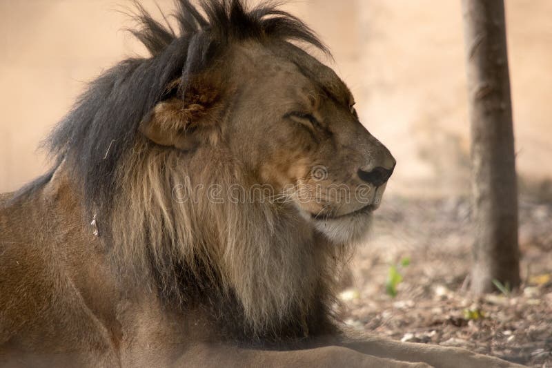 This is a Close Up of a Lion Stock Image - Image of lioness, hair ...