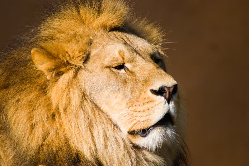 Lions Head stock image. Image of nature, carnivore, lion - 887295