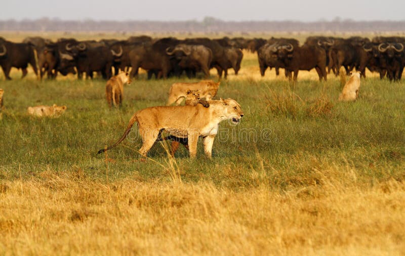 Lions hunting Buffalo stock image. Image of boys, africa - 47040227