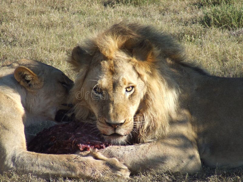 Lions look stock image. Image of fauna, hunting, african - 4329229