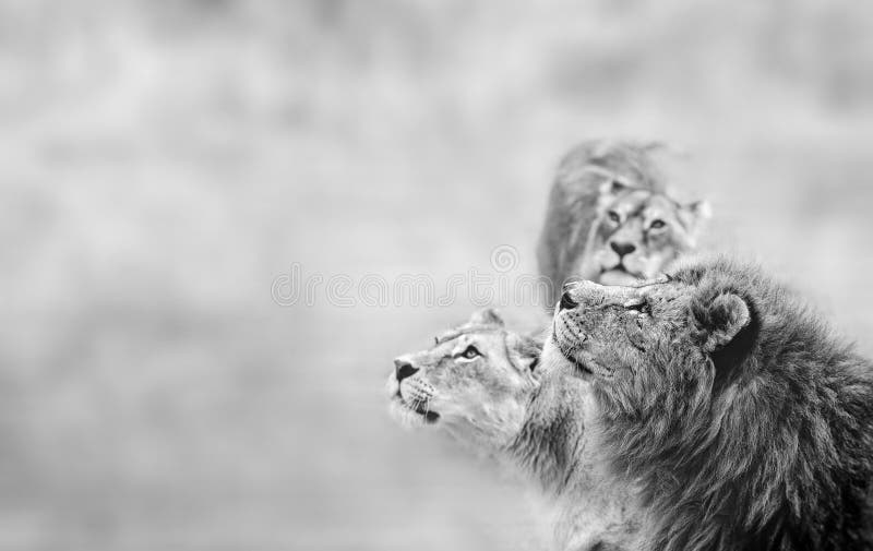 Lions Look. Family of African Lions Looking Stock Image - Image of ...
