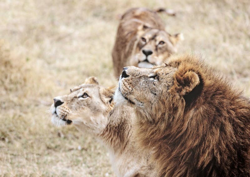 Lions Look. Family of African Lions Looking Stock Image - Image of ...