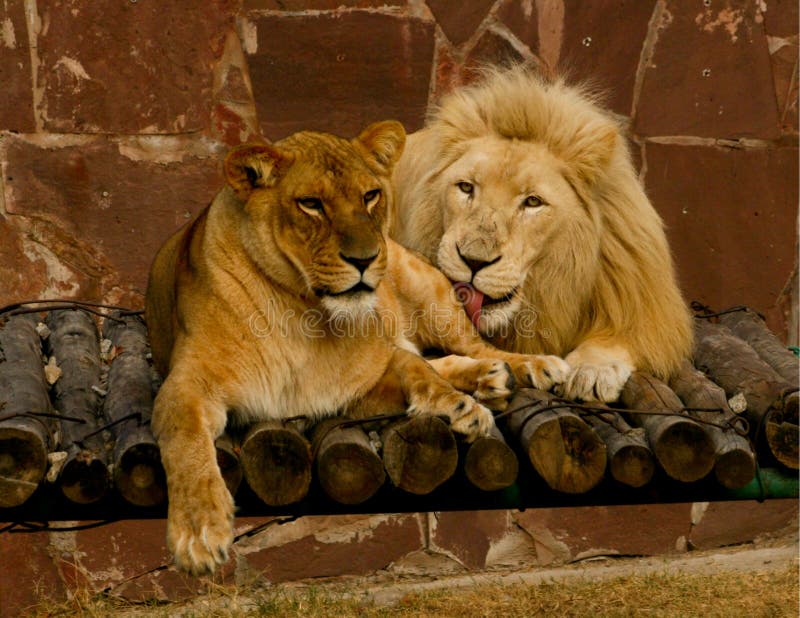 Lions in Love stock photo. Image of outdoor, lion, animal - 11330966