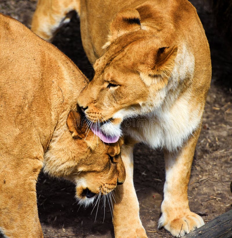Lions in Love stock photo. Image of outdoor, lion, animal - 11330966
