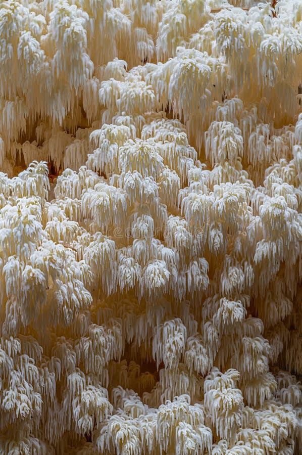 Lions Mane Mushroom stock image. Image of teeth, autumn - 379179839