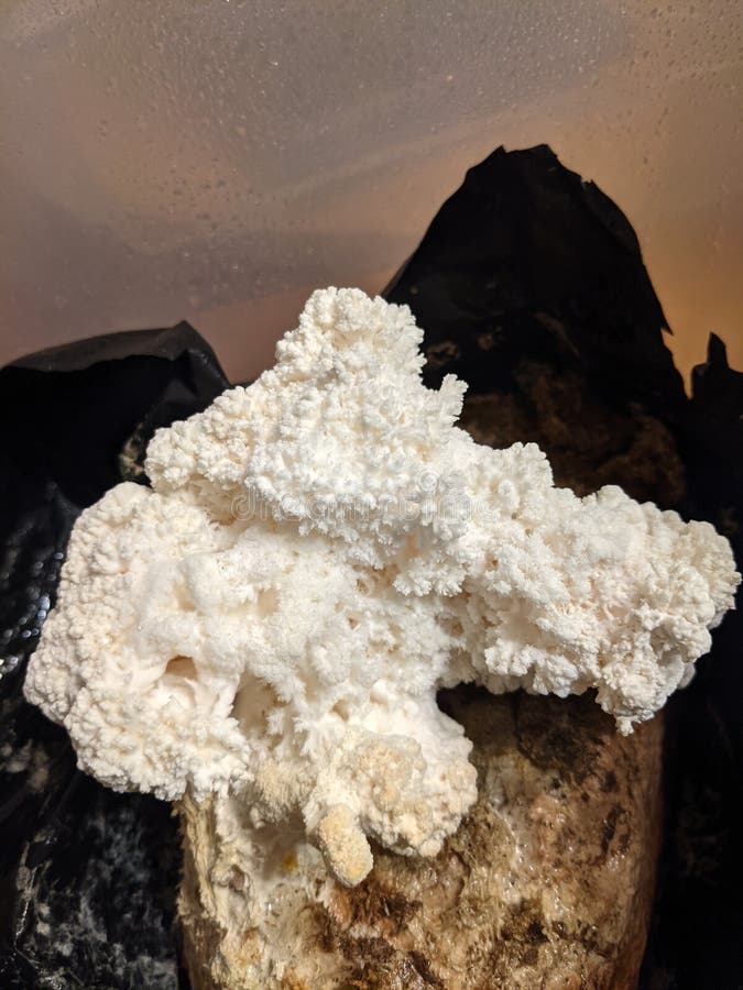 Lions Kit Widebody Stock Photos - Free & Royalty-Free Stock Photos from ...