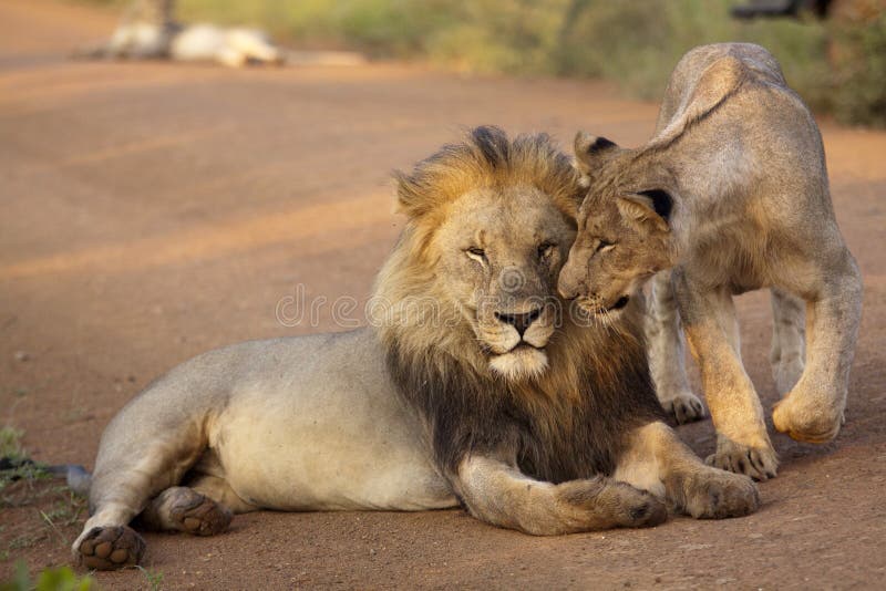 Lions Sud-africains Sur La Route Photo stock - Image du national ...