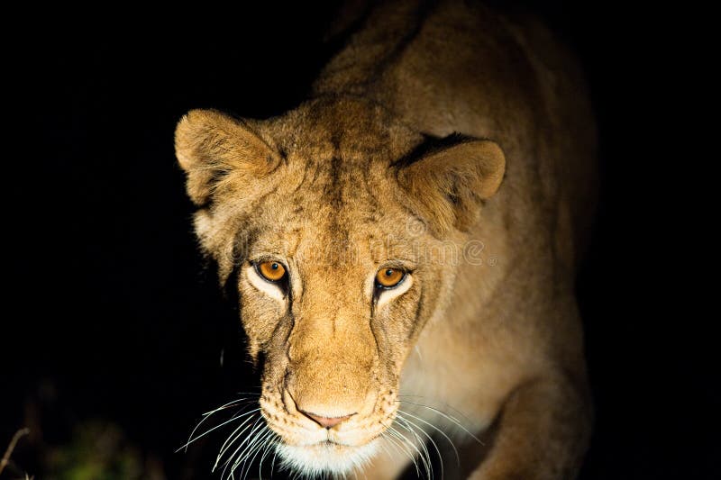 Lions at night stock photo. Image of lions, portrait - 27489046