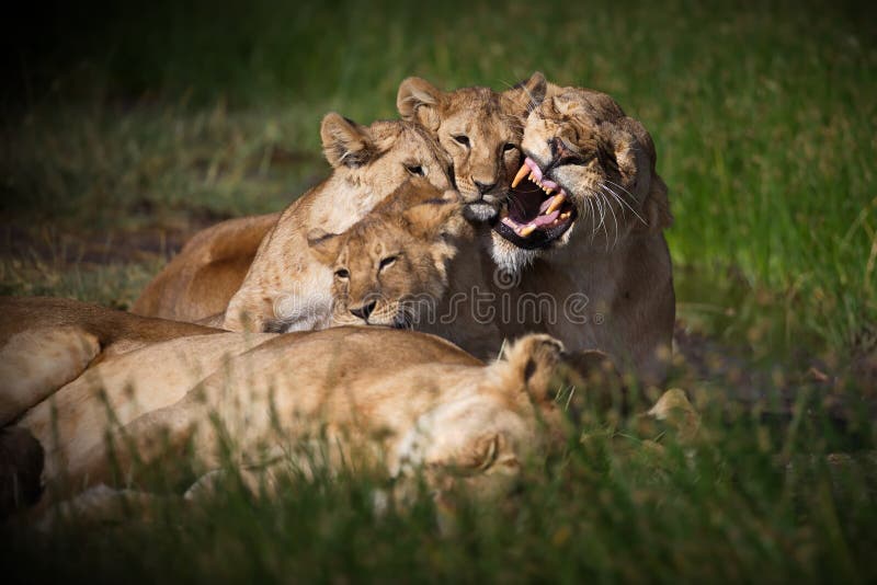 Lions in an Open Field in Tanzania Stock Image - Image of predator ...