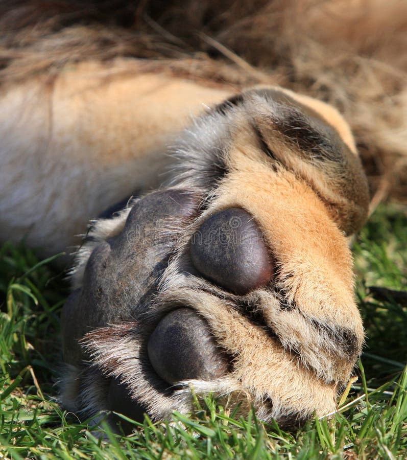 Lions Paw stock photo. Image of mammals, pads, african - 10074808