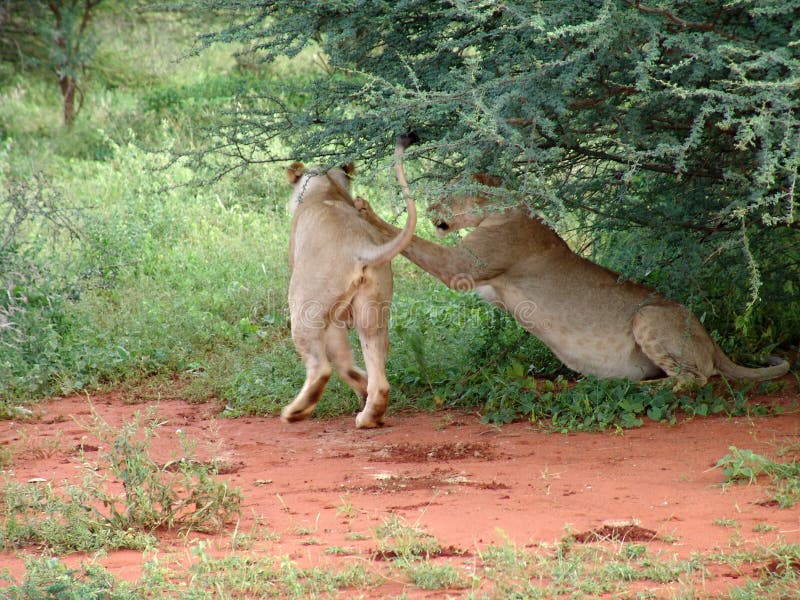 Lions at play stock image. Image of green, cats, laziness - 566133