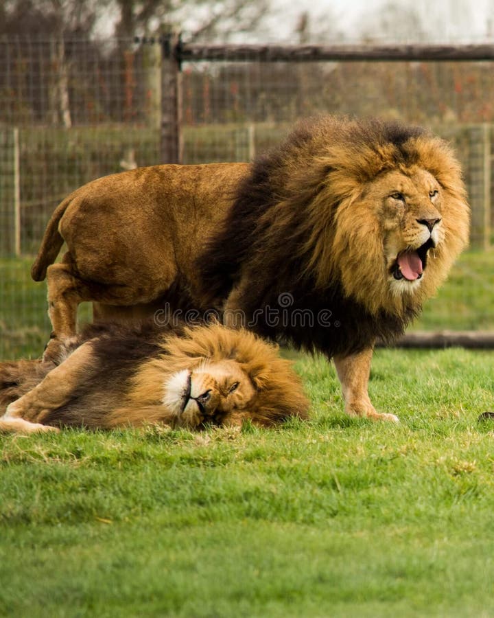 Lions playing around stock image. Image of protective - 99329031