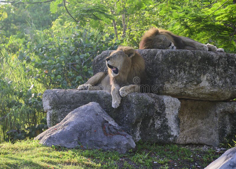 Lions Resting on Big Rocks. Stock Photo - Image of mammal, beast: 268370218