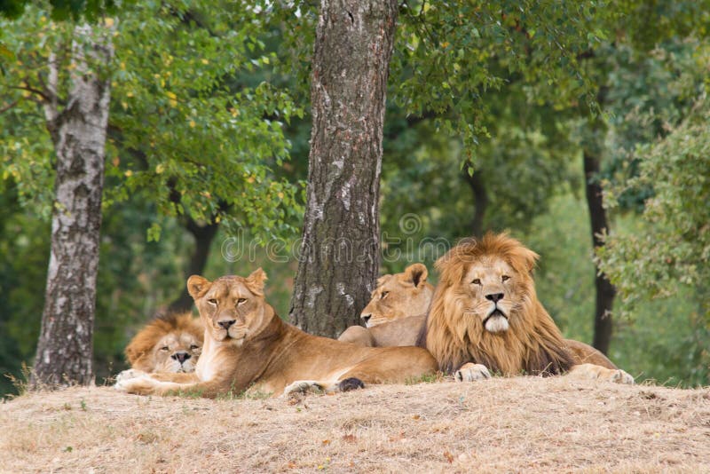Lions resting under a tree stock image. Image of animal - 26044205