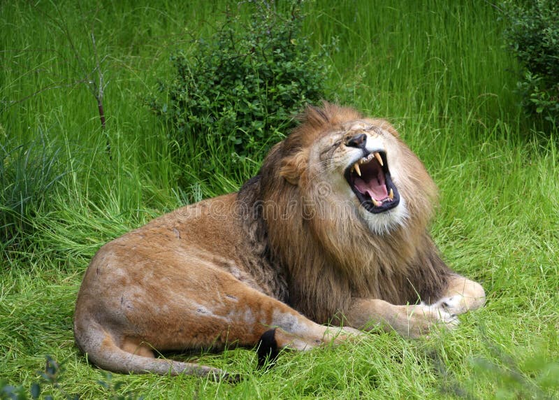9,198 Lion Roar Stock Photos - Free & Royalty-Free Stock Photos from ...