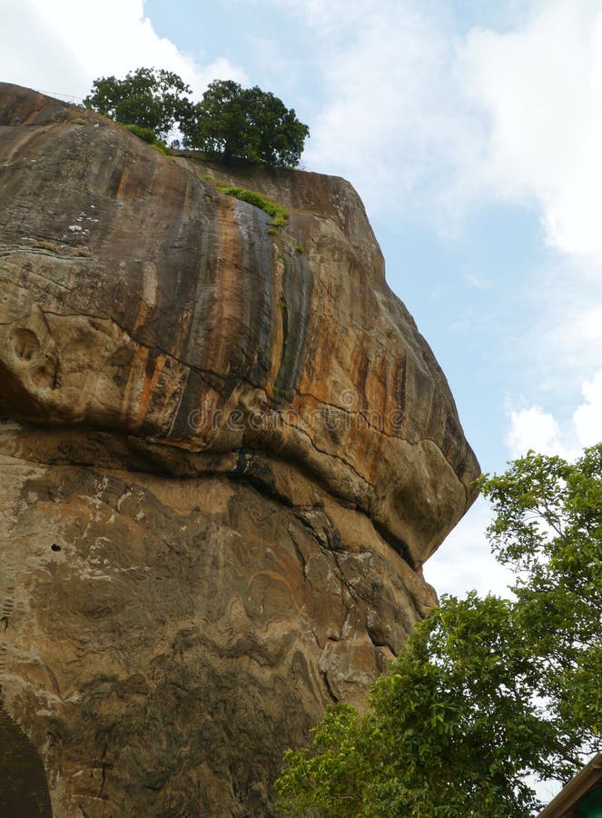 Sea lions on rock stock image. Image of beached, cliff - 12259937