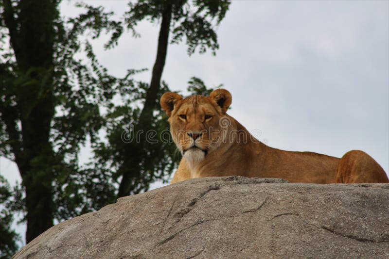 Lions on the rock stock photo. Image of lying, rocks - 95658238