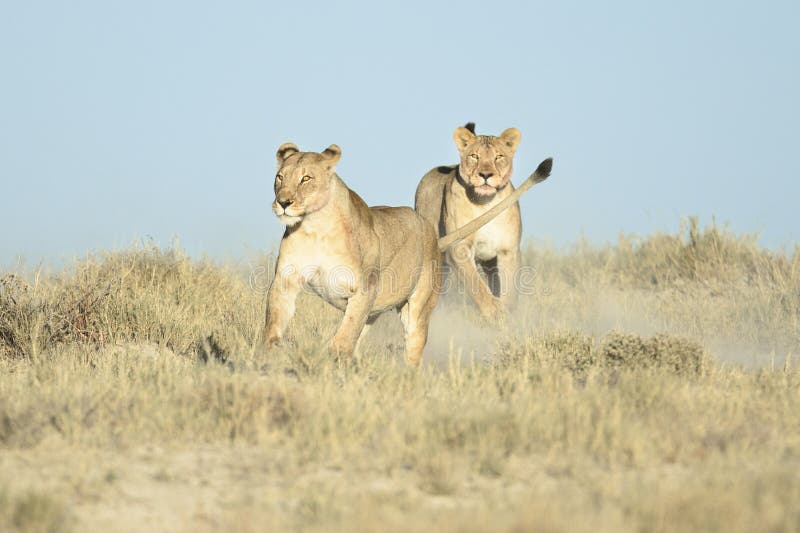 Lions run down a hill stock photo. Image of arid, portrait - 145530624