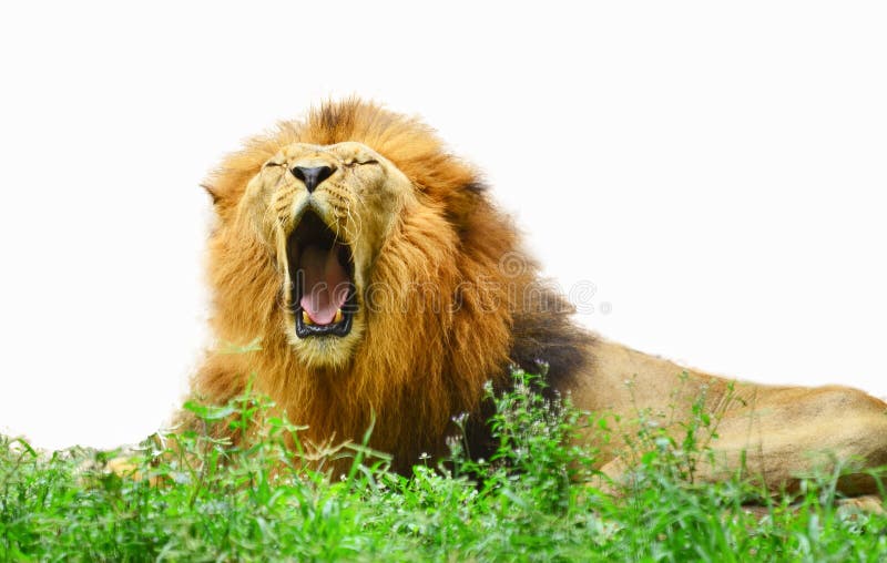 89 Lion Roar Profile Mouth Photos - Free & Royalty-Free Stock Photos ...