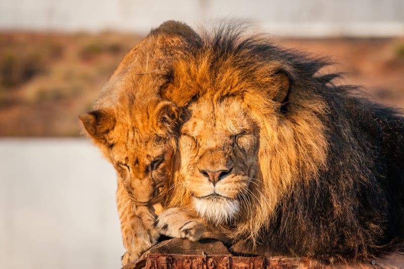Lions amoureux image stock. Image du couples, doux, reproduction - 91702903