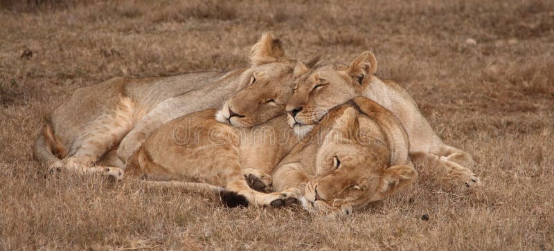 Lioness And Lion Cuddling