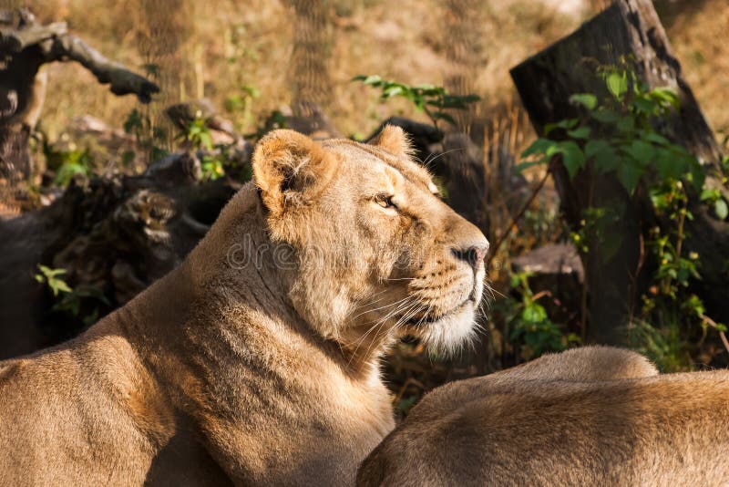 Lions Sunbathing in the Zoo Stock Image - Image of field, brown: 83983865