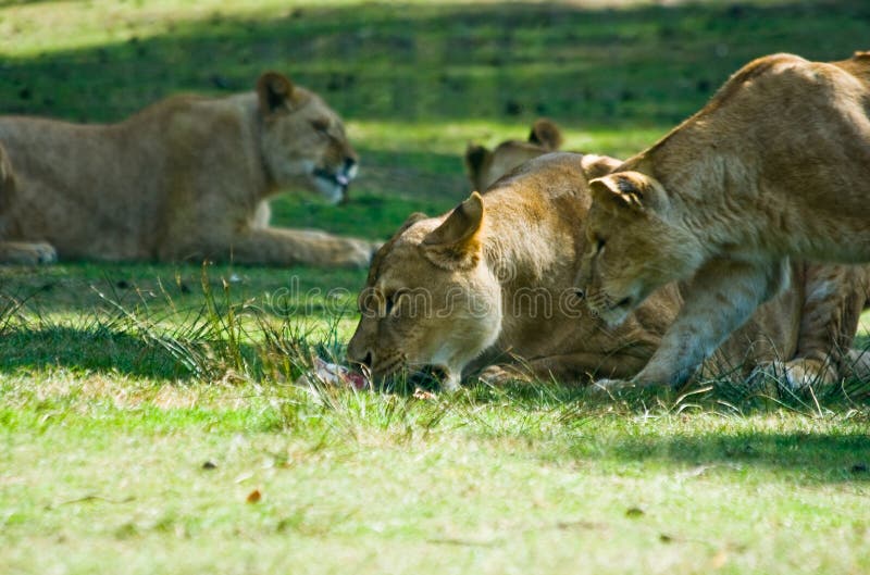 Lions Sur La Zone Mangeant De La Viande Photo stock - Image du faune ...