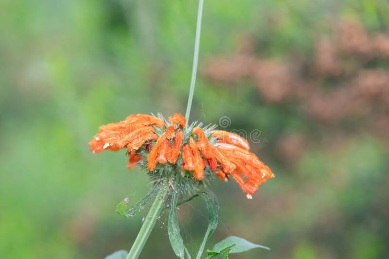 Lions Tail (leonotis Leonurus) Flowers Stock Image - Image of growth ...