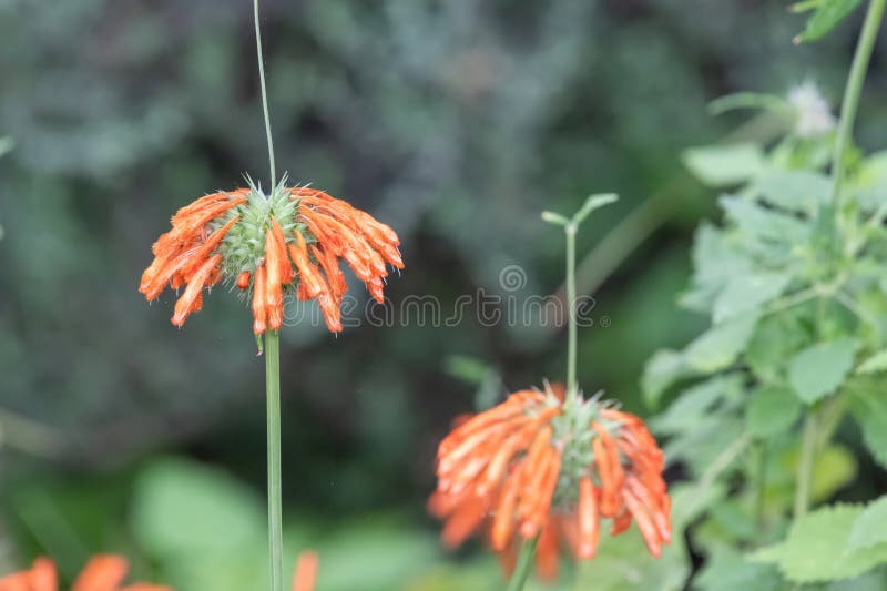 Lions Tail (leonotis Leonurus) Flowers Stock Photo - Image of ...