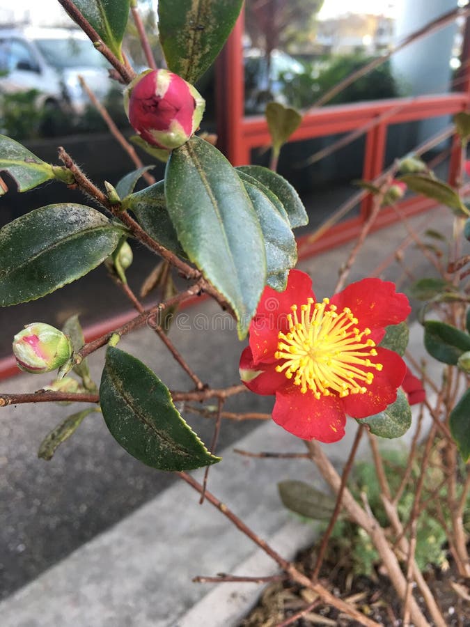 Lions Tail, from the Top, 2 Stock Photo - Image of leonotis, mint ...