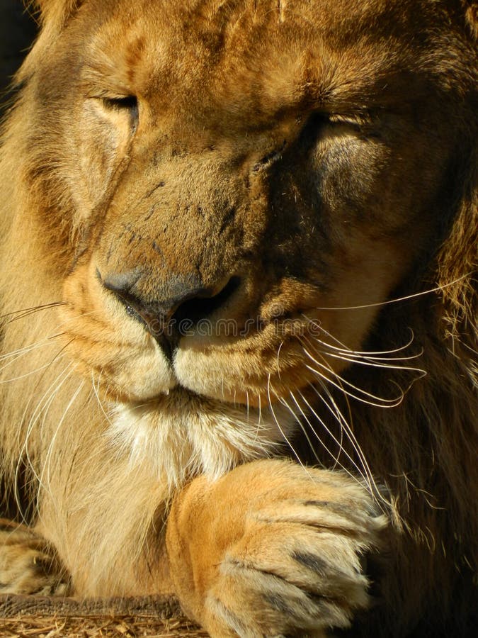 Lions tear stock image. Image of natural, nice, lion - 86144417