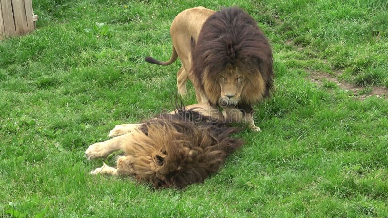 Lions Two with Big Mane Lying on Green Grass Stock Video - Video of ...