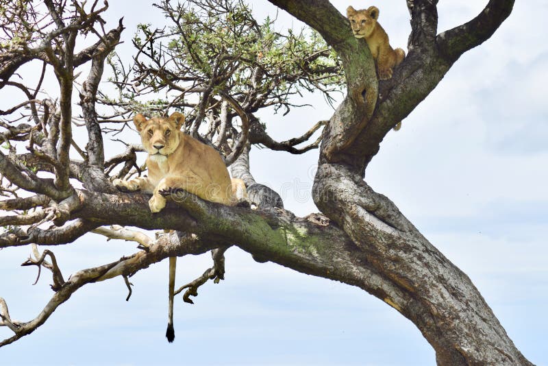 Lions up a tree stock image. Image of giant, kicking - 101808013