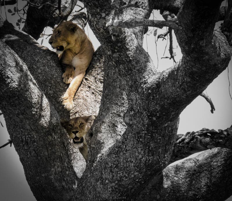 Lions waiting in a tree stock image. Image of lioness - 168066007