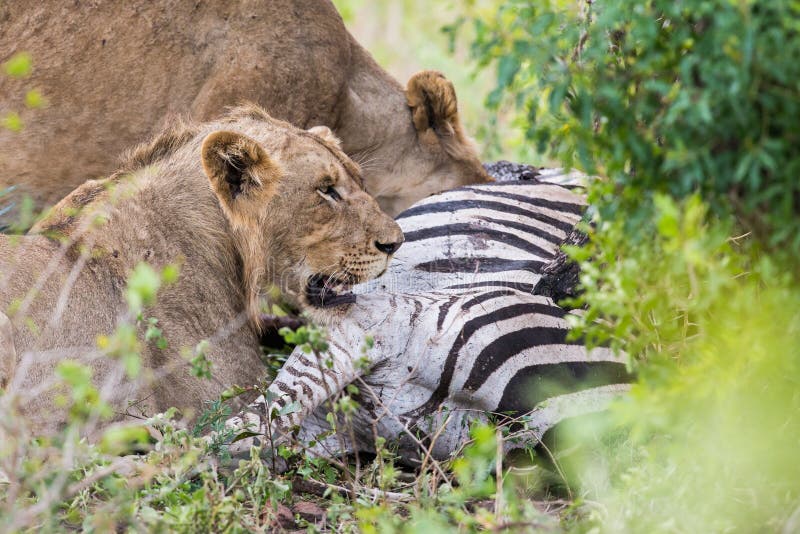 Lions on a Zebra Kill in South Africa Stock Image - Image of pride ...